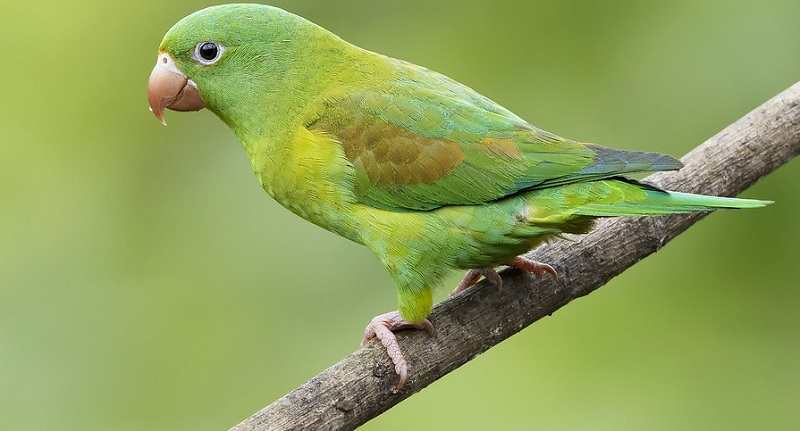 Periquito Común: Crianza y Comportamiento 【VER】